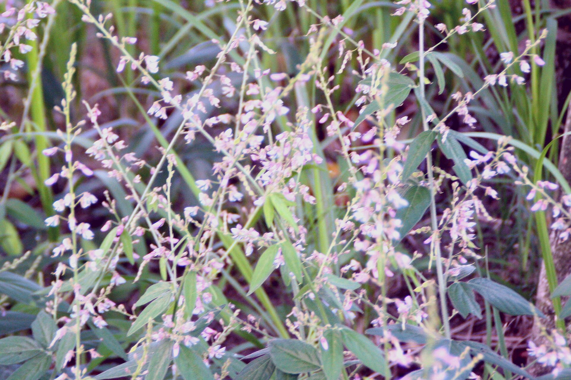 お散歩日記・2025.10 NO.1: 昨日・今日・明日