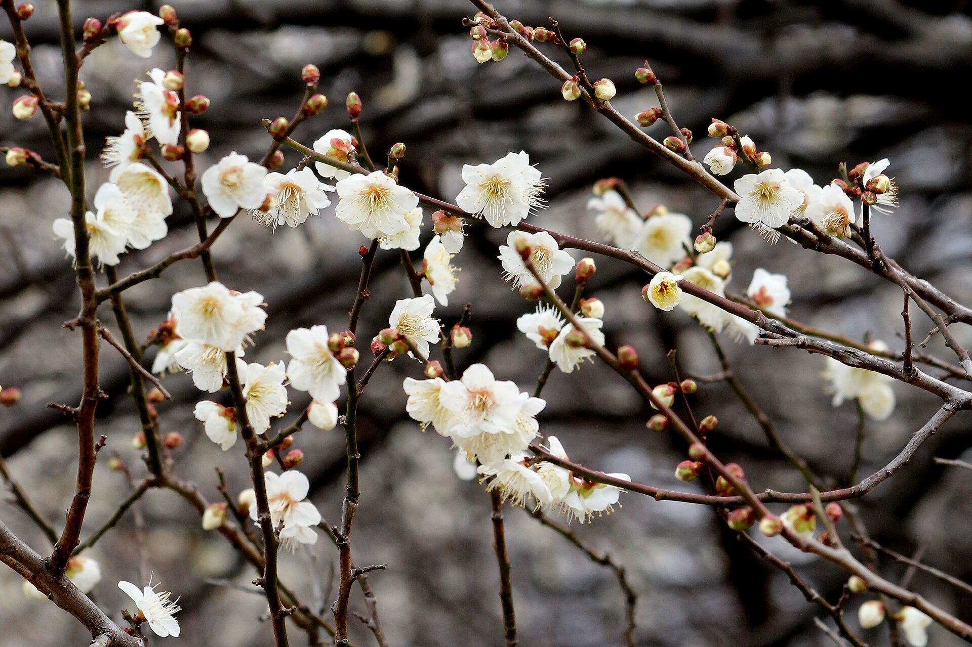 アンダンテ・ウォーク日記（ 2024年2月 NO.1 ）: 昨日・今日・明日
