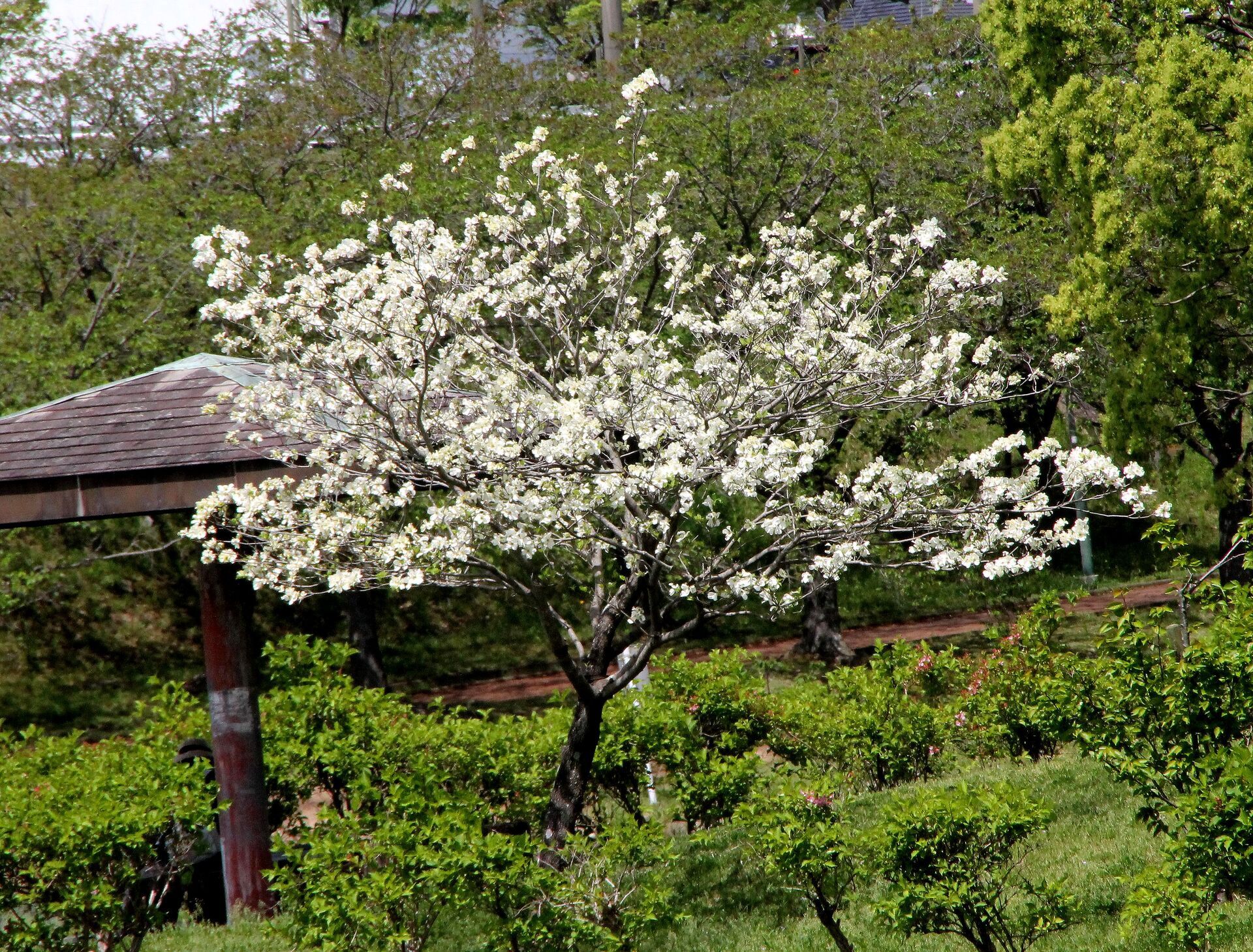 アンダンテ・ウォーク日記（ 2024年4月 NO.2 ）: 昨日・今日・明日