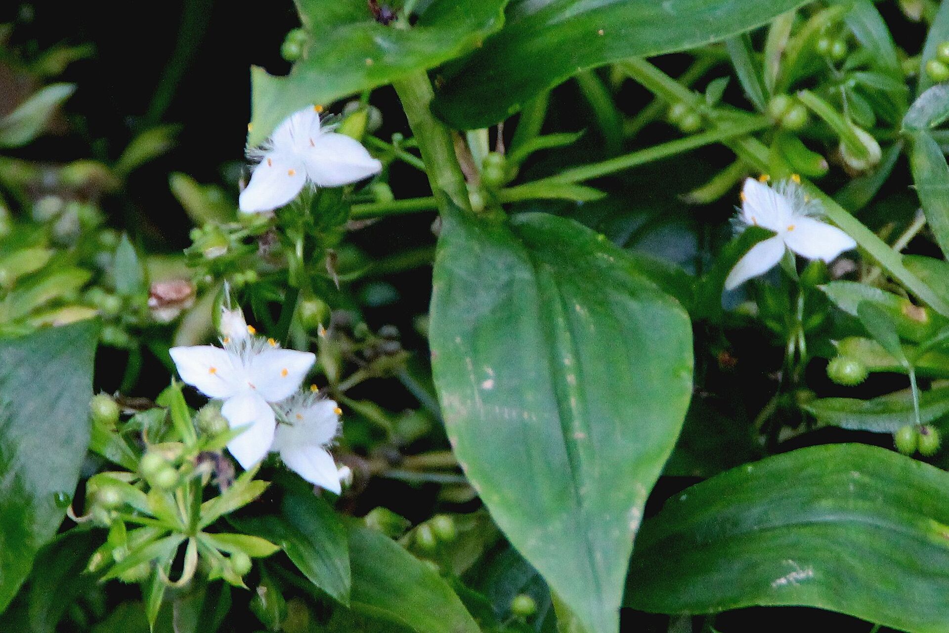 アンダンテ・ウォーク日記（ 2024年5月 NO.2）: 昨日・今日・明日