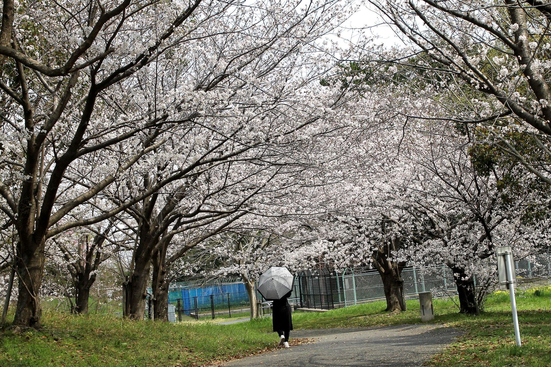 お散歩日記・2025.3 NO.1: 昨日・今日・明日