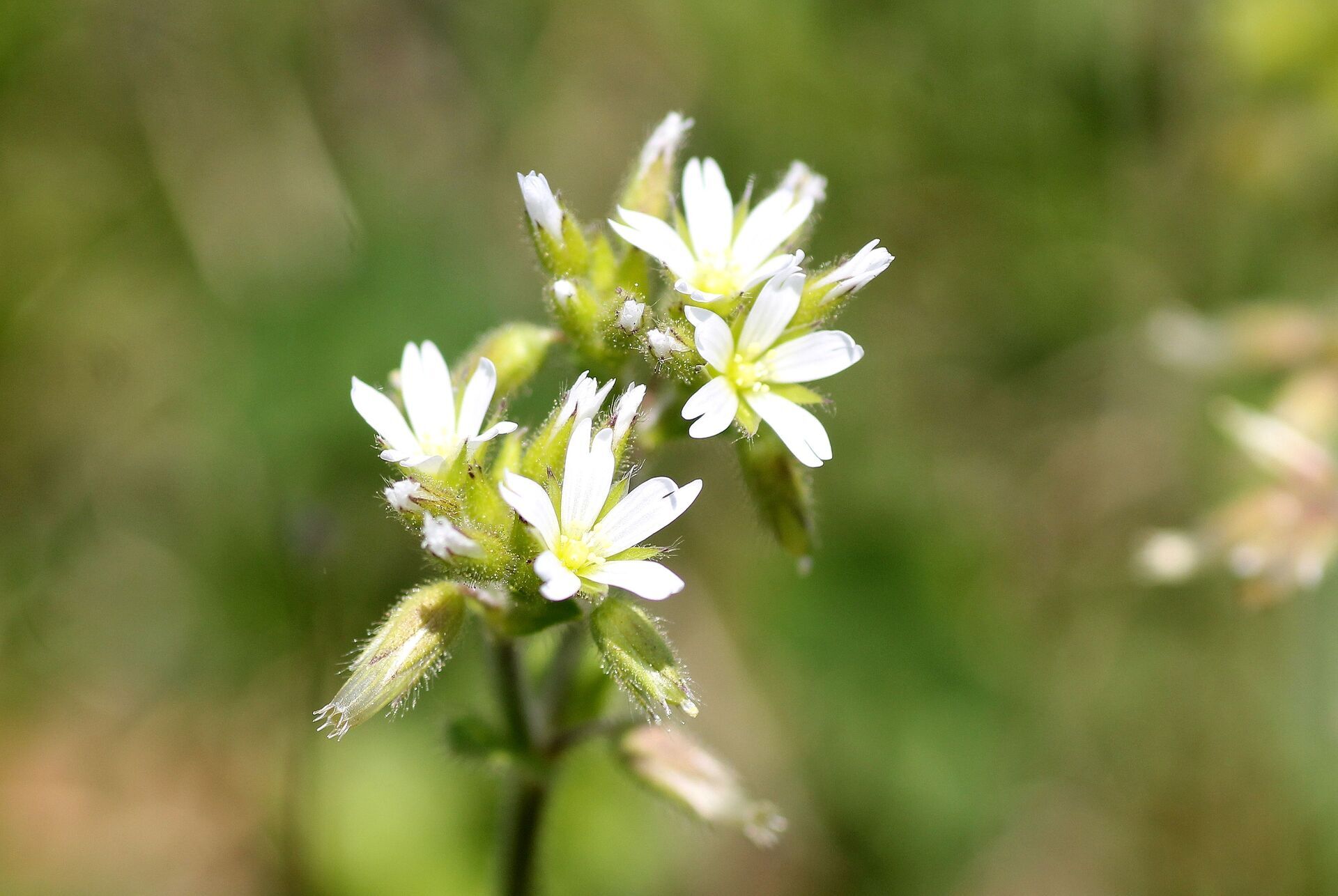お散歩日記・2025.4 NO.1: 昨日・今日・明日