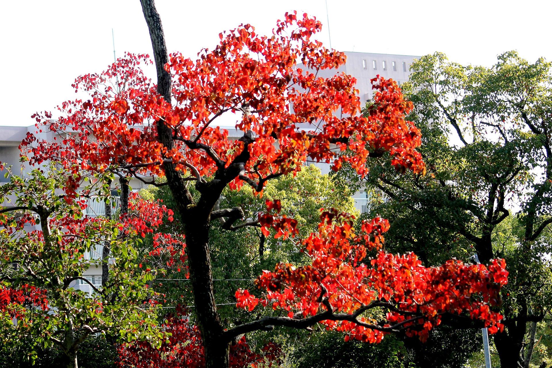 アンダンテ・ウォーク日記（20022年11月 NO.1）: 昨日・今日・明日