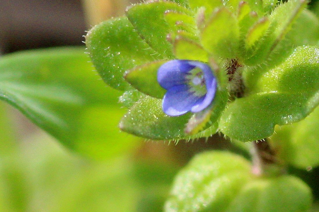 アンダンテ・ウォーク日記（2023年3月 NO.2) : 昨日・今日・明日