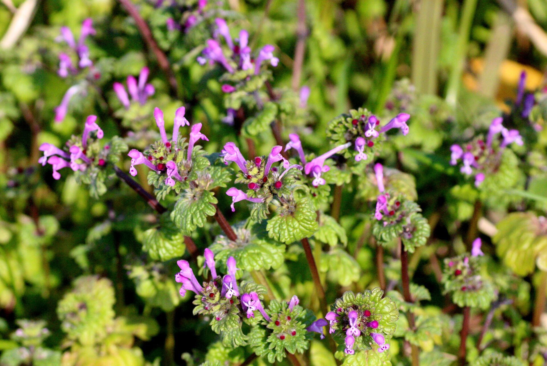アンダンテ・ウォーク日記（ 2024年2月 NO.1 ）: 昨日・今日・明日